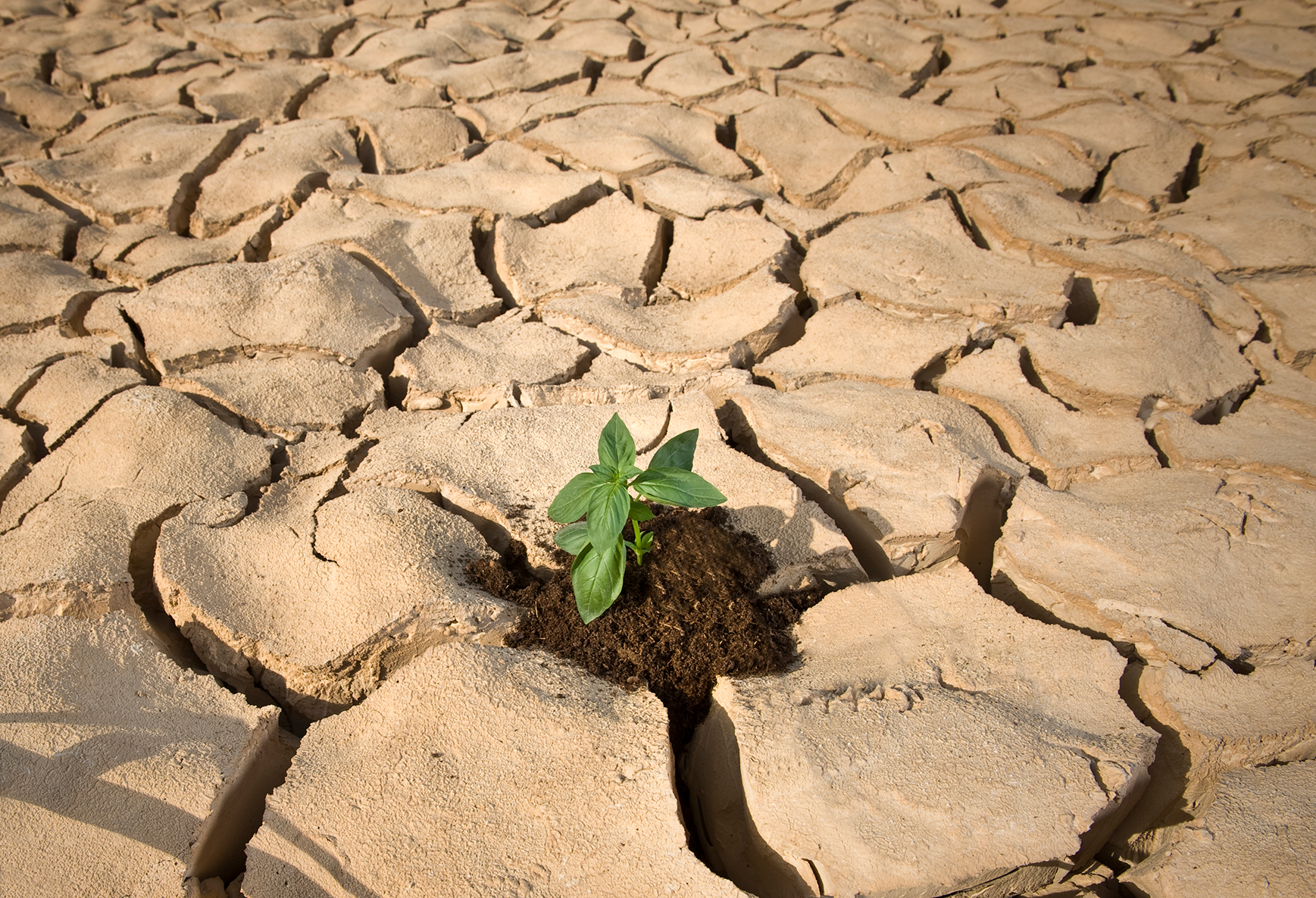 Giwa Drip Irrigation Tapes – Now Available in Lebanon! – Gerovit